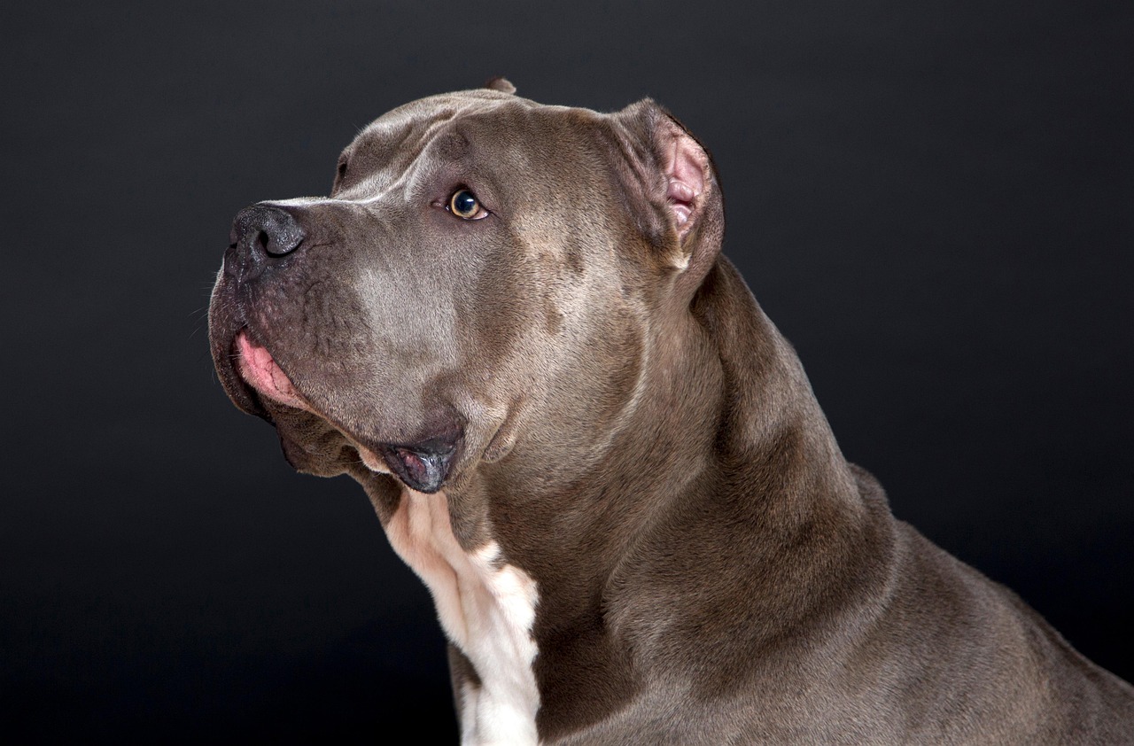 'I Just Want His Body Back': Dog Mom's Desperate Plea After Cops ...